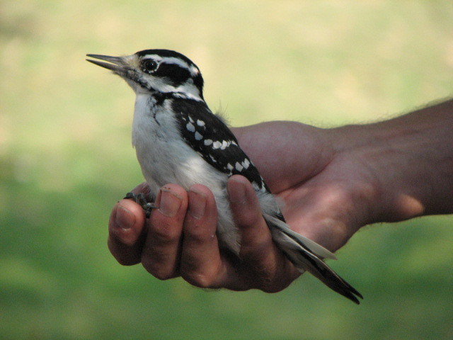 Mono Cliffs Provincial Park - WeddingMapper.com